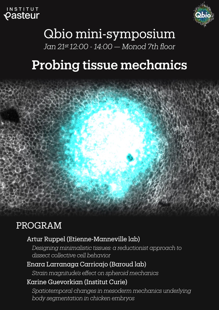 Qbio minisymposium: Probing tissue mechanics - Research - Institut Pasteur